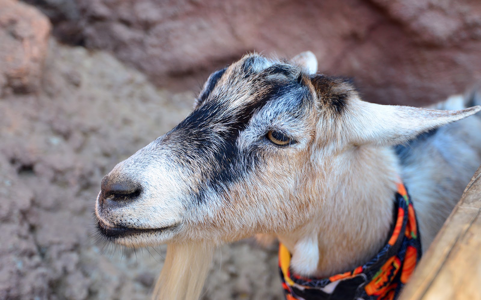 Goats of Autumn
