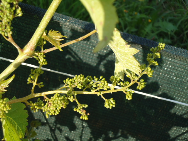 Pratos da Bela: Árvores de fruto entre outros II...