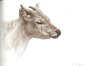 Javan Banteng studies-Hellabrunn zoo