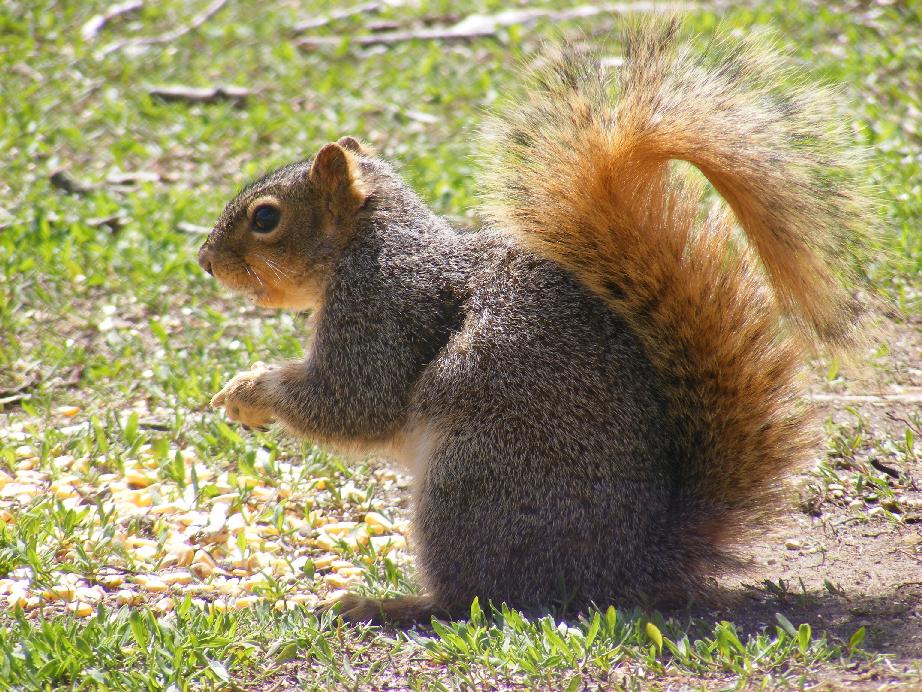 The Fox Squirrel The Wildlife