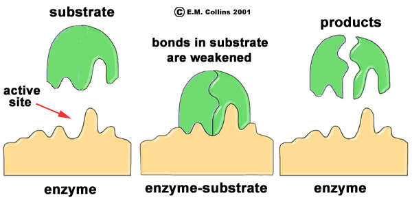 Linfei's Bio Blog: Enzymes