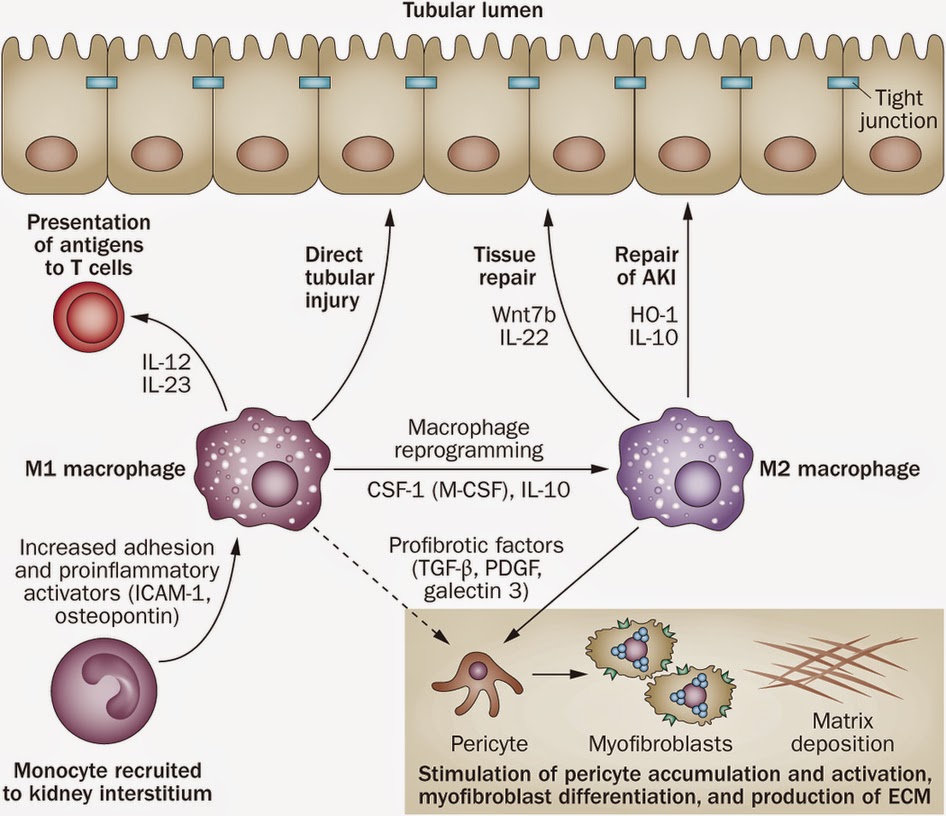 Dendritic cells and macrophages in the kidney: a spectrum of good and ...