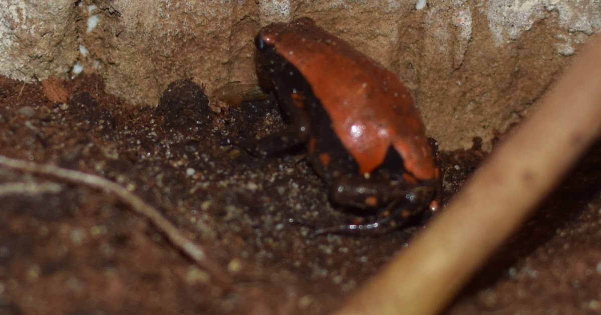ZOOTOGRAFIANDO (6.100 ANIMALS): RANA DE GOMA ROJA / RED RUBBER FROG ...