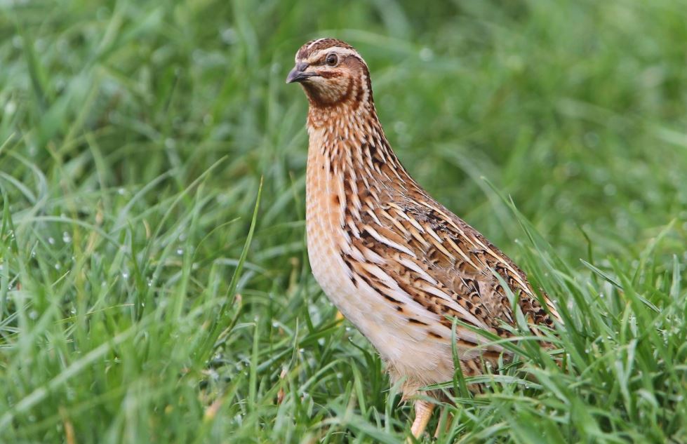 Burung Puyuh Biasa : Inilah Pengenalan Dasar Jenis Burung Puyuh Biasa ...