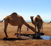 Anim Agro Technology: FAKTA TENTANG UNTA