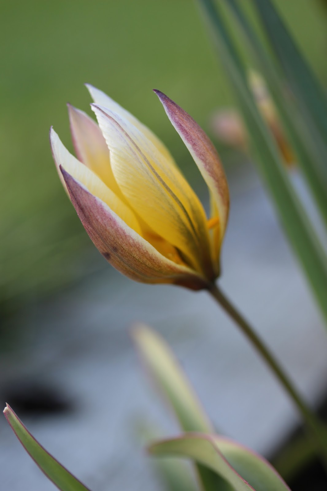 VÅRLI : Velkomstbedet - fra tidlig vår til sen høst