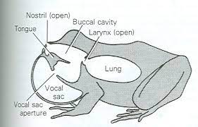 Frog 101: Intro to Frog
