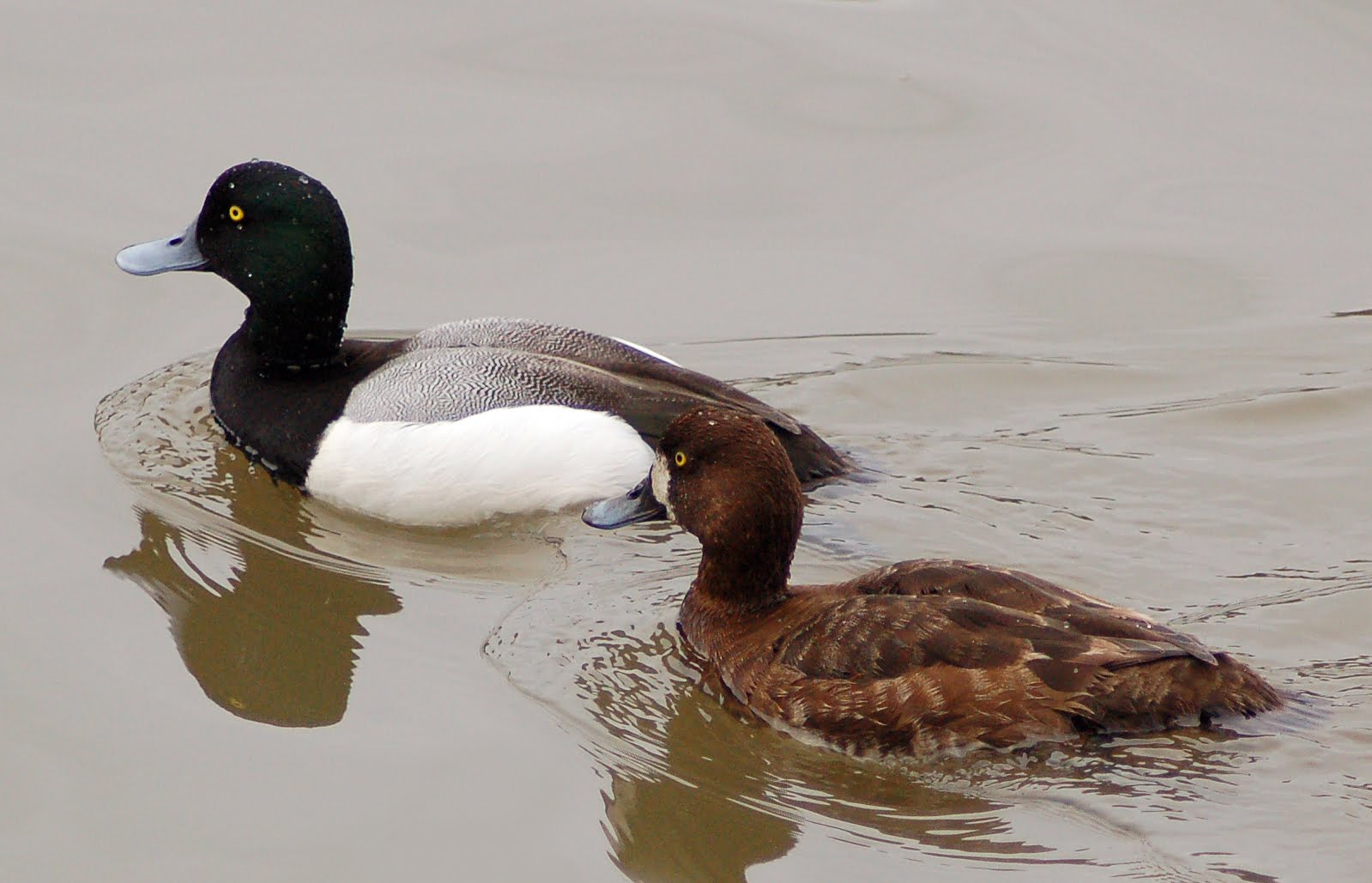 Variety of Life: Aythya