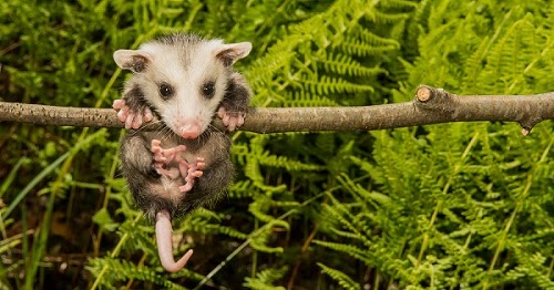 preservacion de los tlacuaches