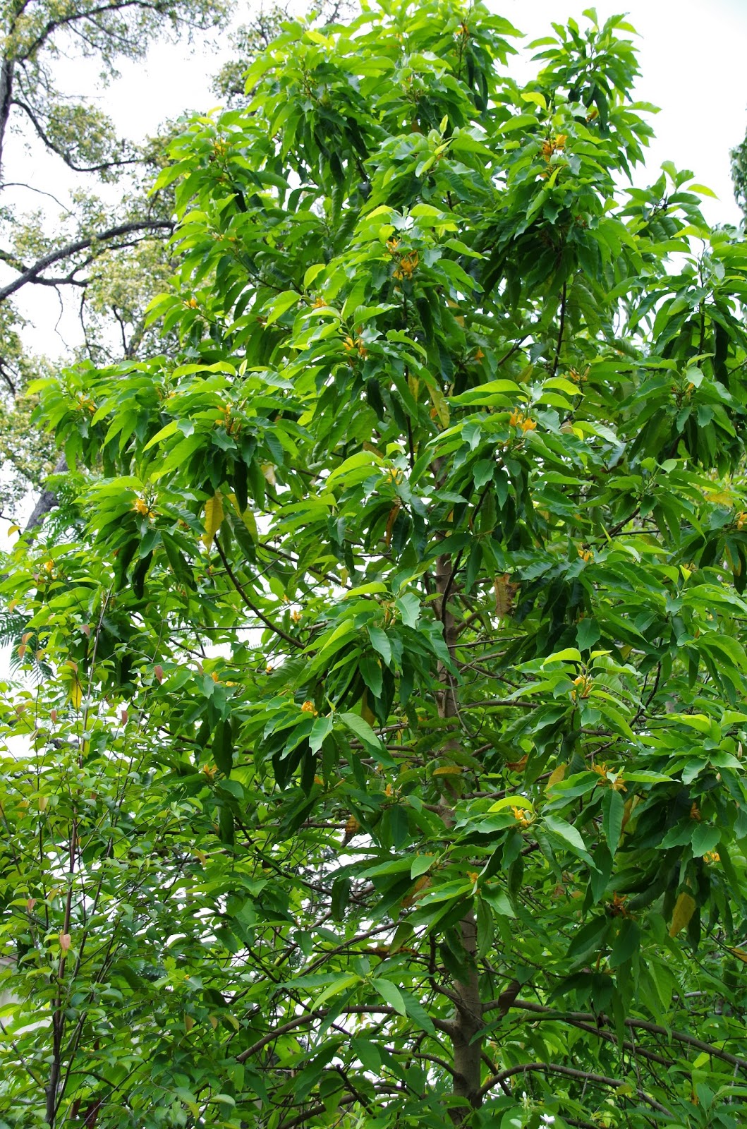 Trees and Plants: Cempaka, Champak