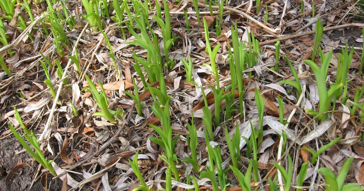 The beautiful, invasive, edible daylily