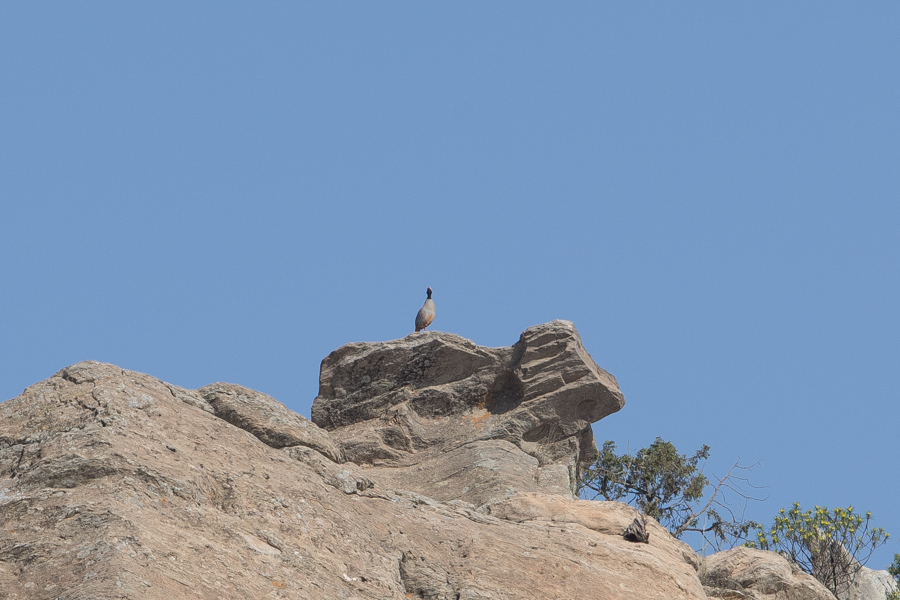 Birds of Saudi Arabia: Birding Alheefah Park - Tanoumah