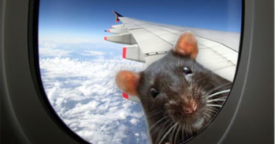Kathryn's Report: Rat delays Air India's Delhi-San Francisco ...