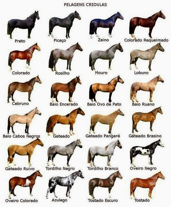 NOTÍCIAS DE ROLÂNDIA - PR.: FOTOS TODAS AS RAÇAS DE CAVALOS DO MUNDO ...