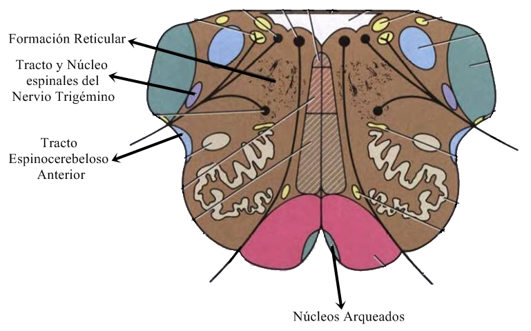 Bulbo Raquídeo ~ Biopsicosalud