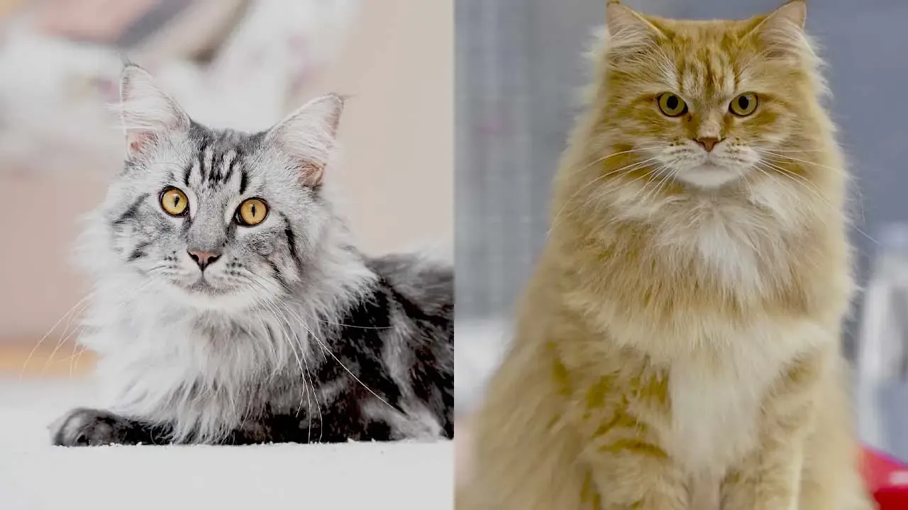 Maine Coon Vs Chat Sibérien - Quelles Différences