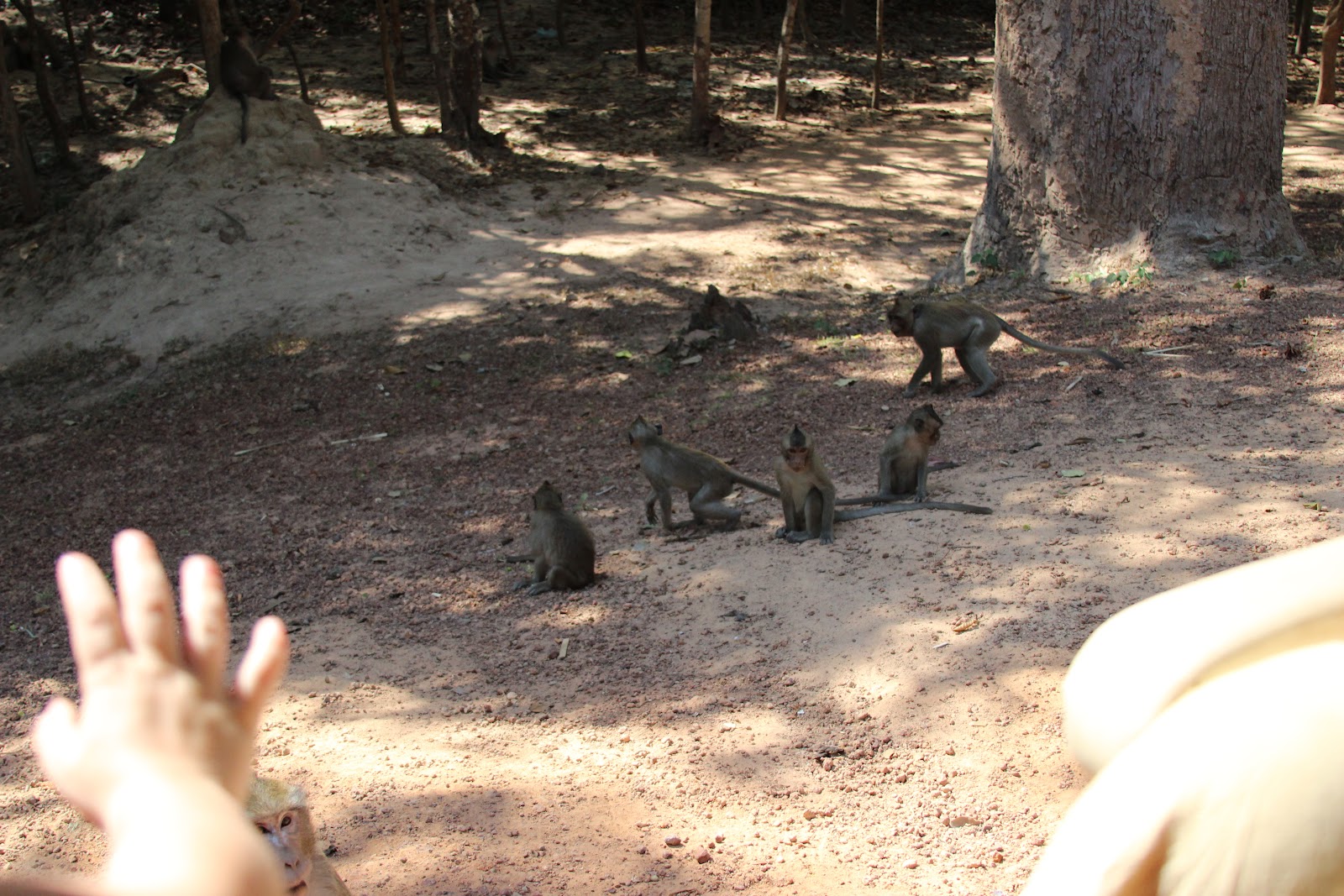 I'm Sorry for Cursing - Colon / rectal cancer: It's a Monkey Kind of Day!