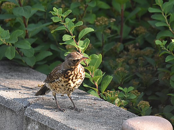 Nettimartan pihapiiri: Kuinka hyvin tunnistat linnut?