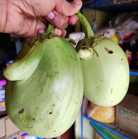 Mattu Gulla Brinjal-Udupi's GI Tagged product - eNidhi India Travel Blog