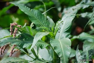 Flora de Puerto Rico Ilustrada Papo Vives: POLYGONACEAE PERSICARIA ...