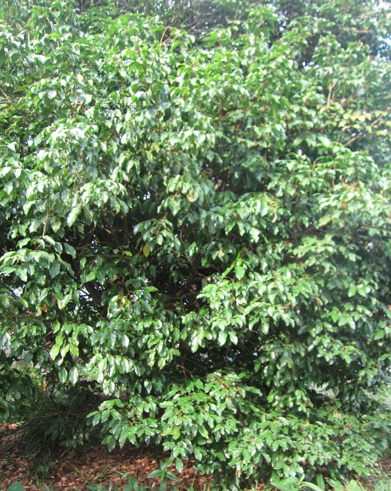 Kerdas atau Genuak - Koleksi Gambar & Video - Gambar & Video - Forum ...