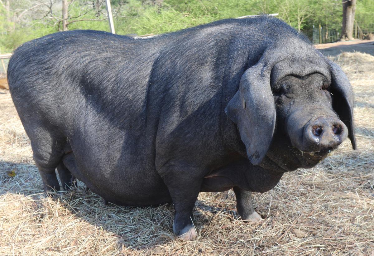 Jenis-Jenis Babi Yang Anda Perlu Tahu - YunFila.Com