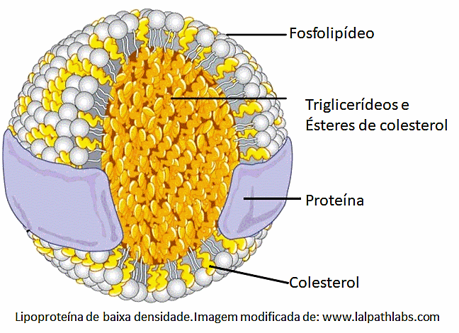 Resumos de Biologia: OS LIPÍDIOS