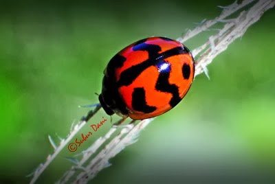 5 Insects Carrier Luck In The World