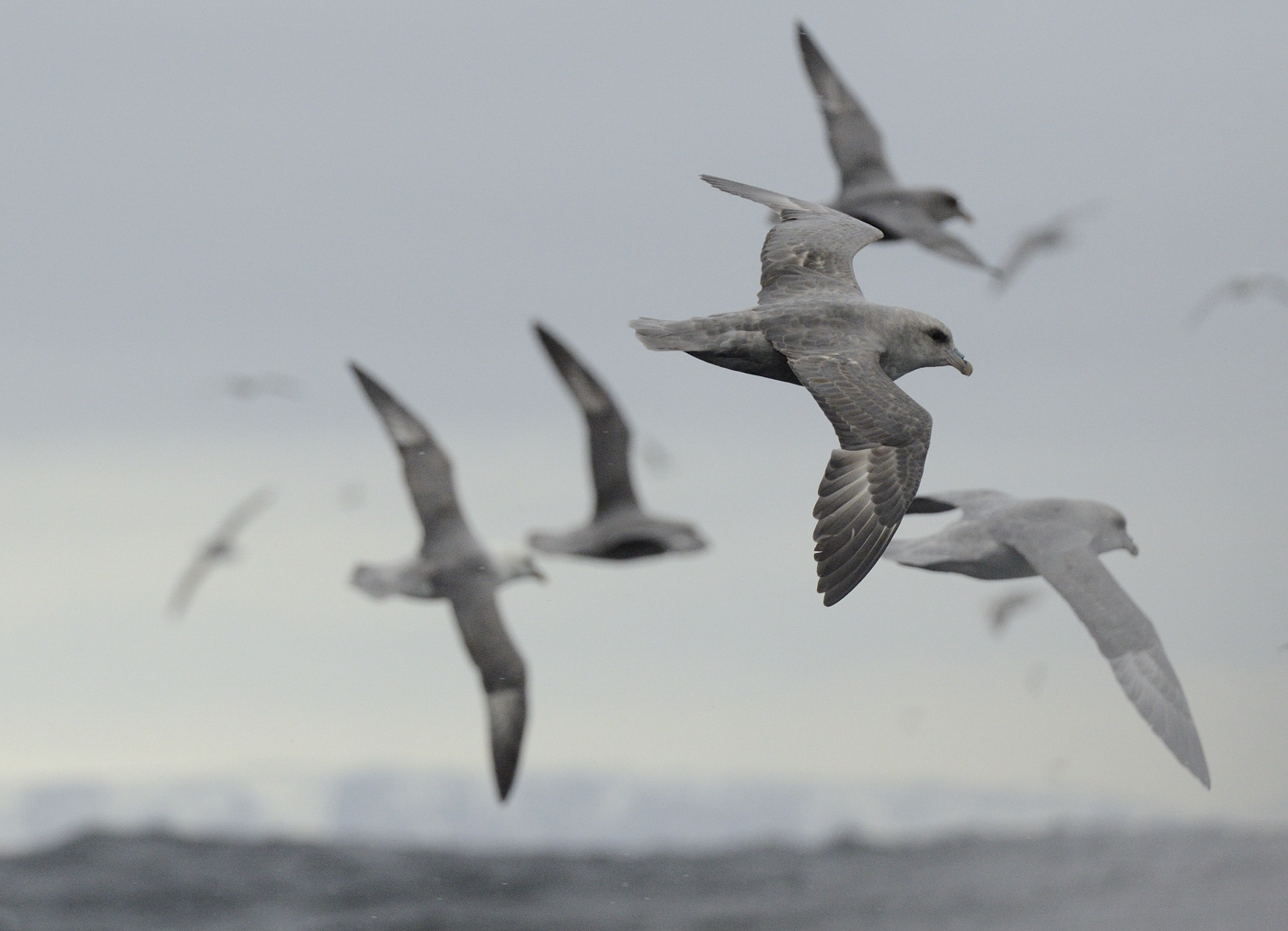Steve Rogers birding: May 2011