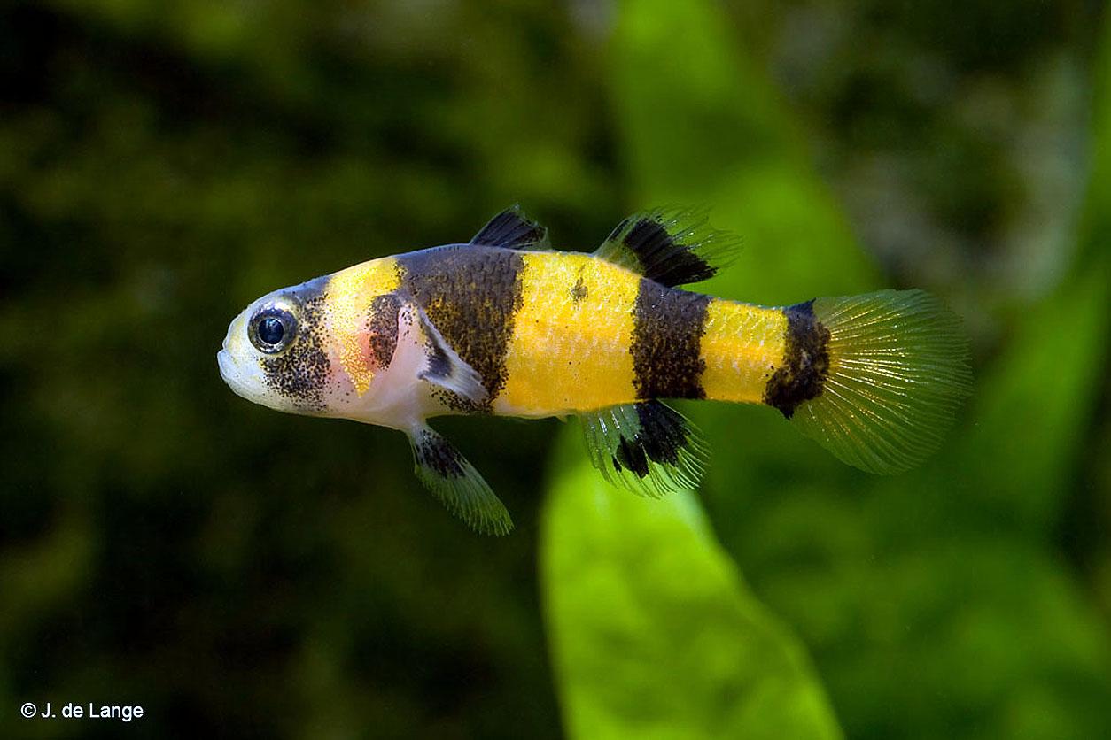Popular Freshwater Aquarium Fish