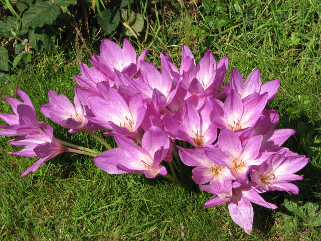 Las plantas y sus usos: Cólquico