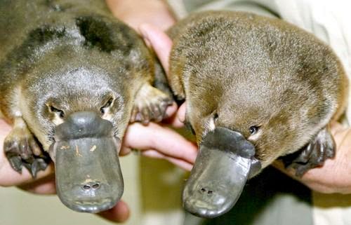 CLASA NOASTRĂ: Ornitorincul - animal mamifer inferior