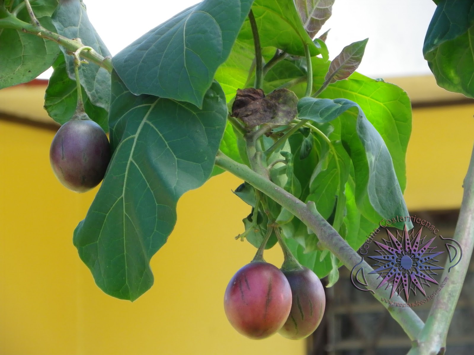 Cocina Costarricense: huevo con tomate de palo (árbol)