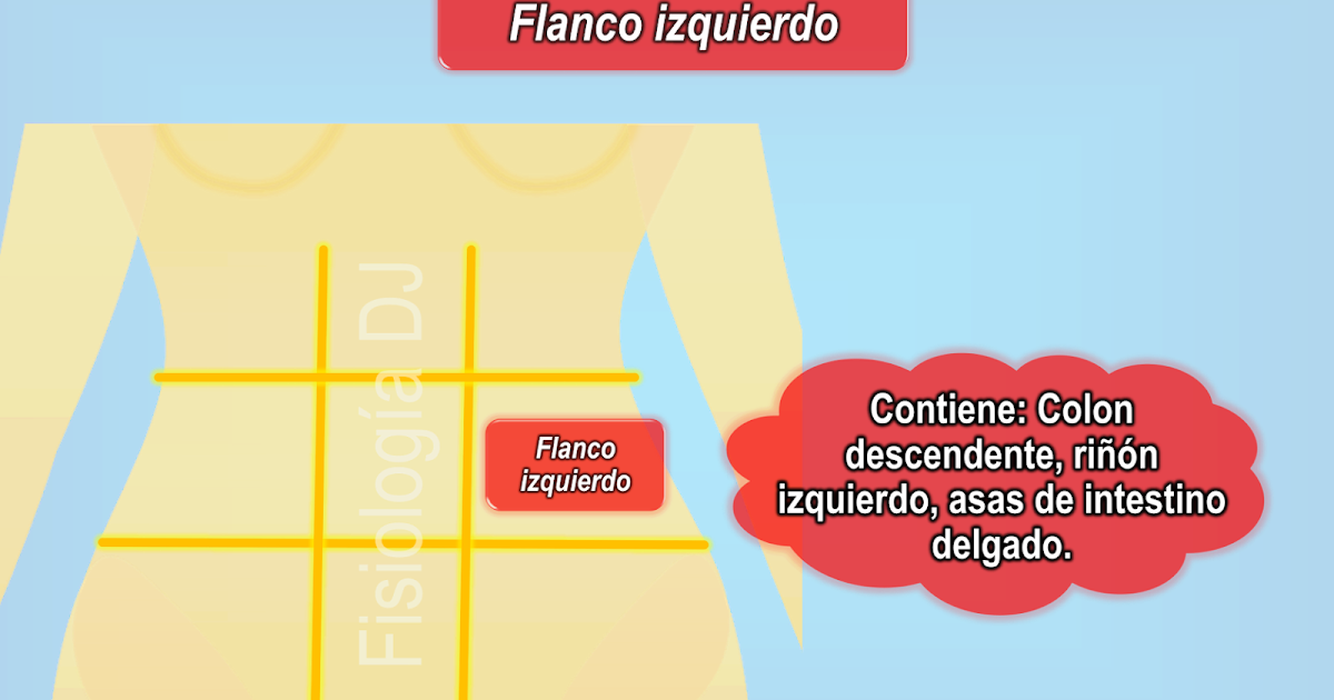 Fisiología DJ: Anatomía: Flanco izquierdo