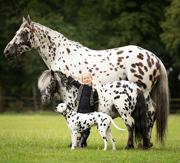 A Spotted Horse, Pony, And Dog Are Best Friends