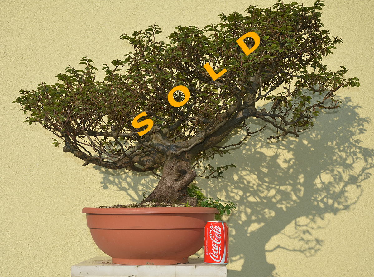 Bonsai - Living Art: Fagus Sylvatica Yamadori - Offer