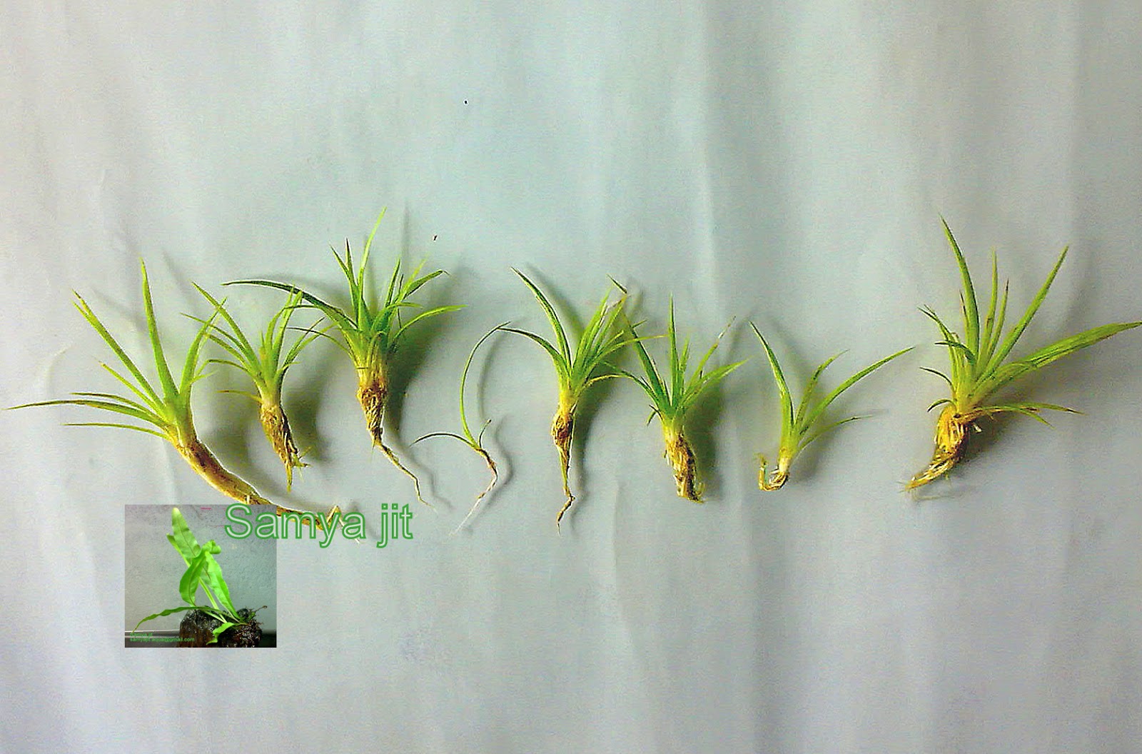 NATIVE AQUATIC: Eriocaulon sp(WB)