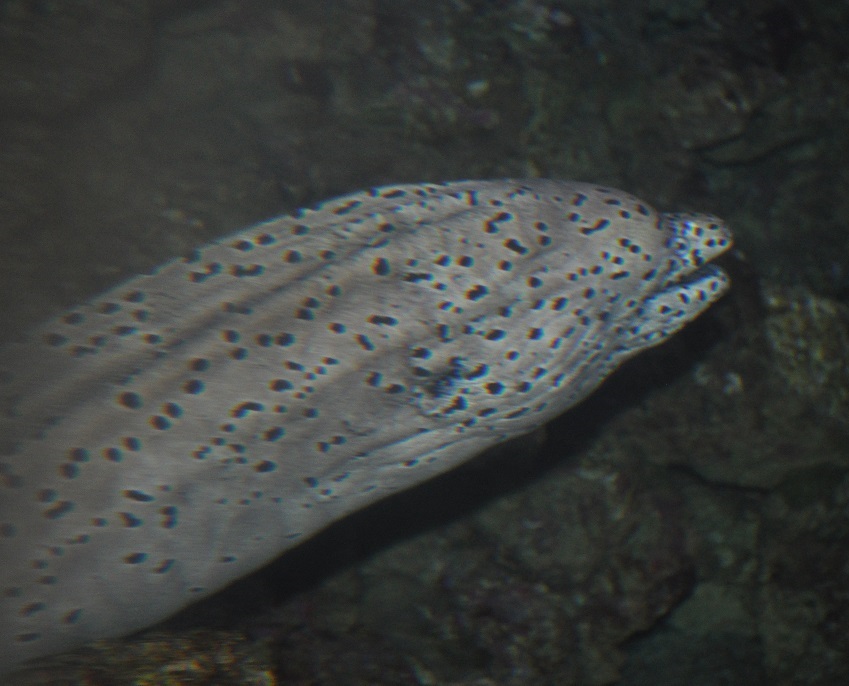 ZOOTOGRAFIANDO (6.100 ANIMALS): MORENA MOTEADA / SPOTTED MORAY ...