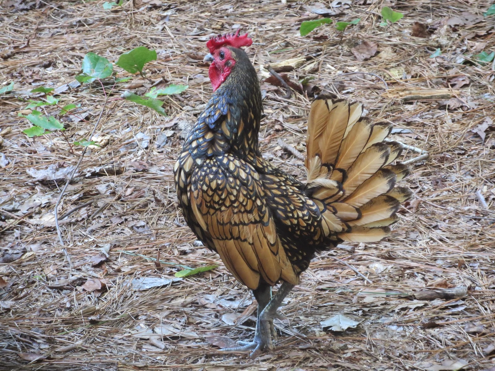 PrunePicker: John is given a banty rooster.