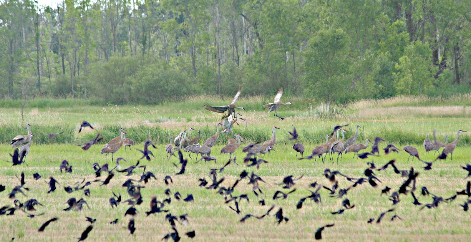Timber Life: A Visit To The Collins WI Marsh Wildlife Area