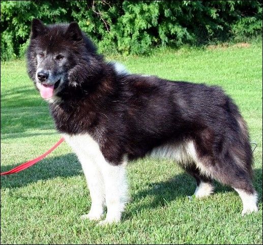 NUNCAJAMAS COCKER: CONOCE AL PERRO ESQUIMAL CANADIENSE