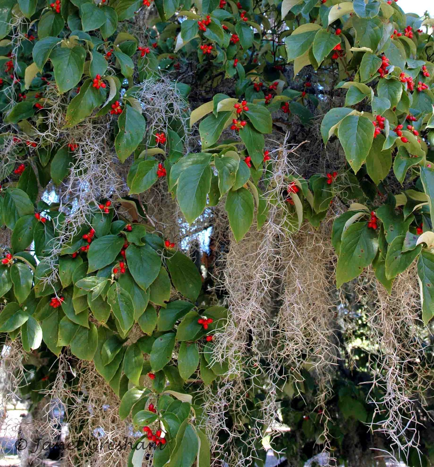 Selma, Ala. Daily Photo: Red Berries and Spanish Moss