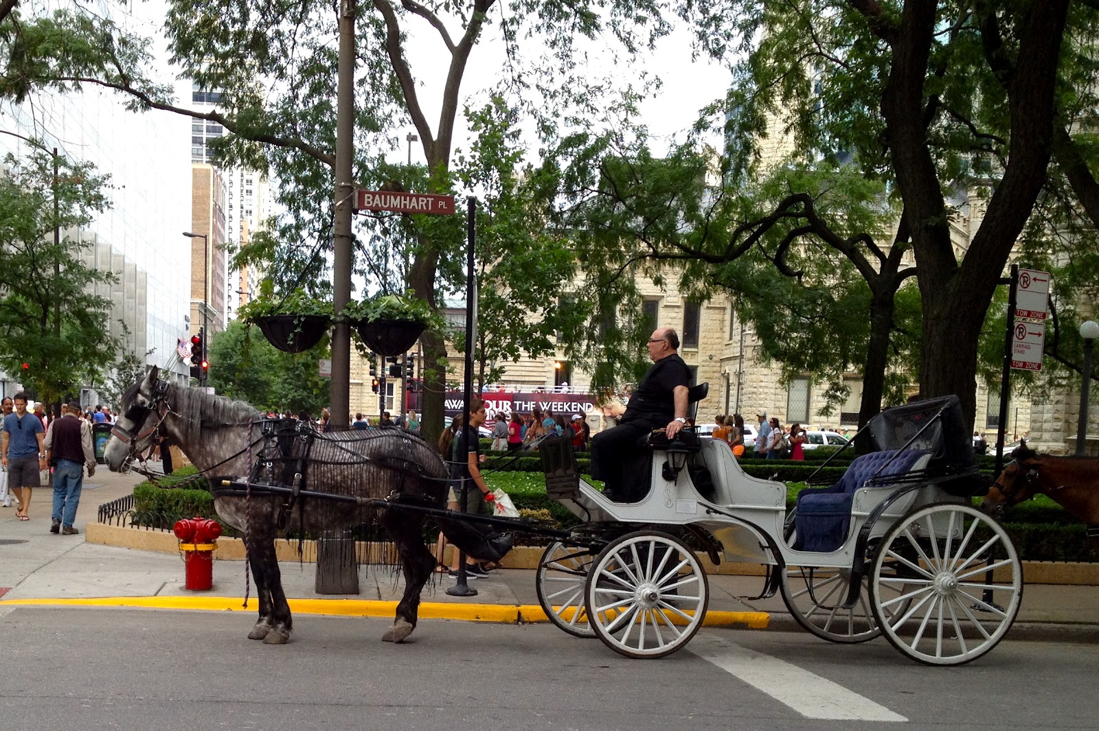 Karen Beeson: Chicago Carriage Horses
