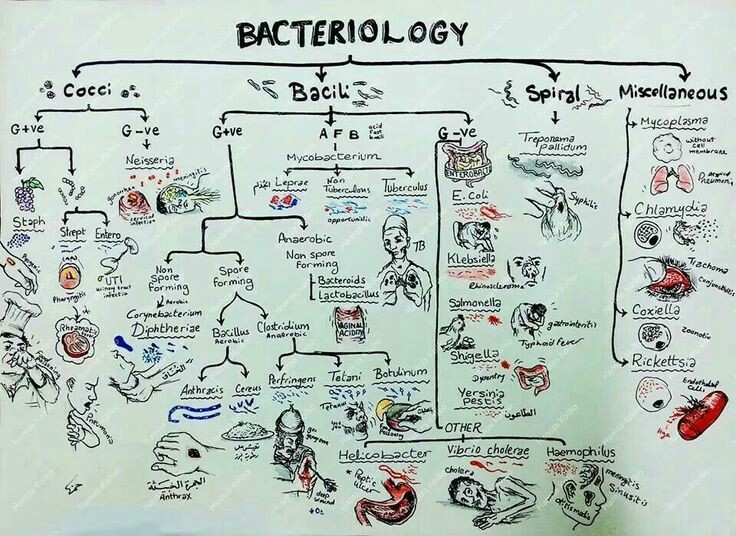 All Bacteriology In One Image | Did You Kn0w it