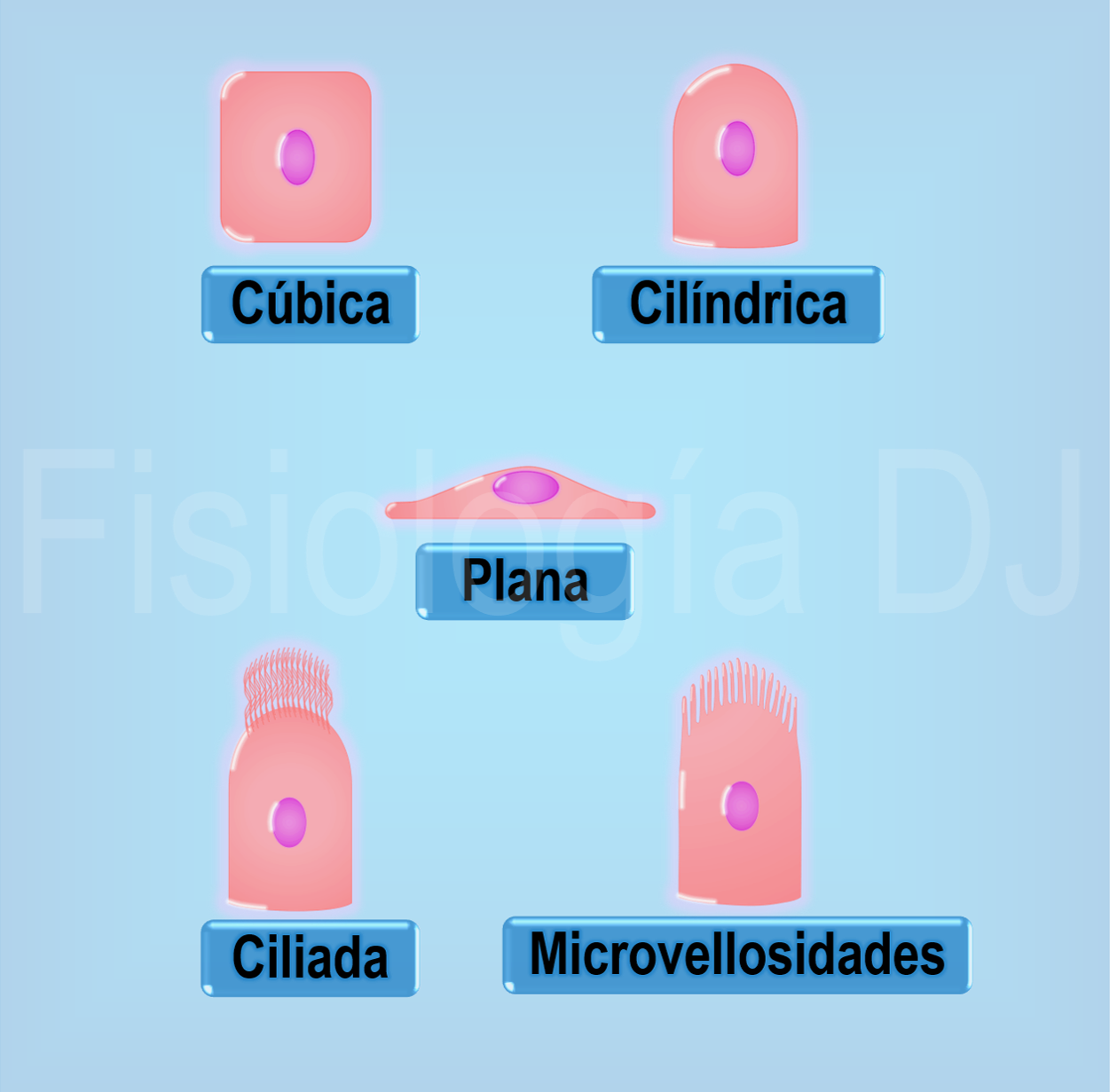 Fisiología DJ: Tejido epitelial | Tejido epitelial de revestimiento ...
