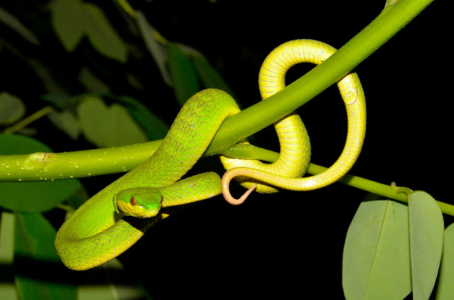 Ular Asli Indonesia: Trimeresurus insularis