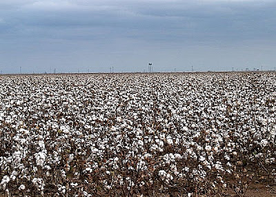 Las plantas en la industria textil - Costura y artesanías, Economía ...