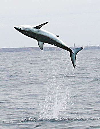 Abby's Aquarium Adventures: Sharks and cats have something in common