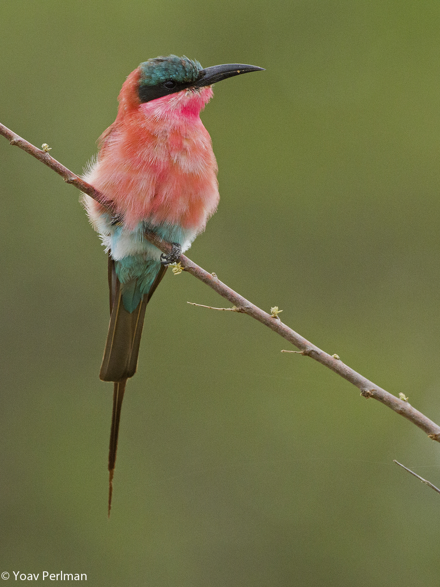 Colorful Birds of Kruger Park | Focusing on Wildlife