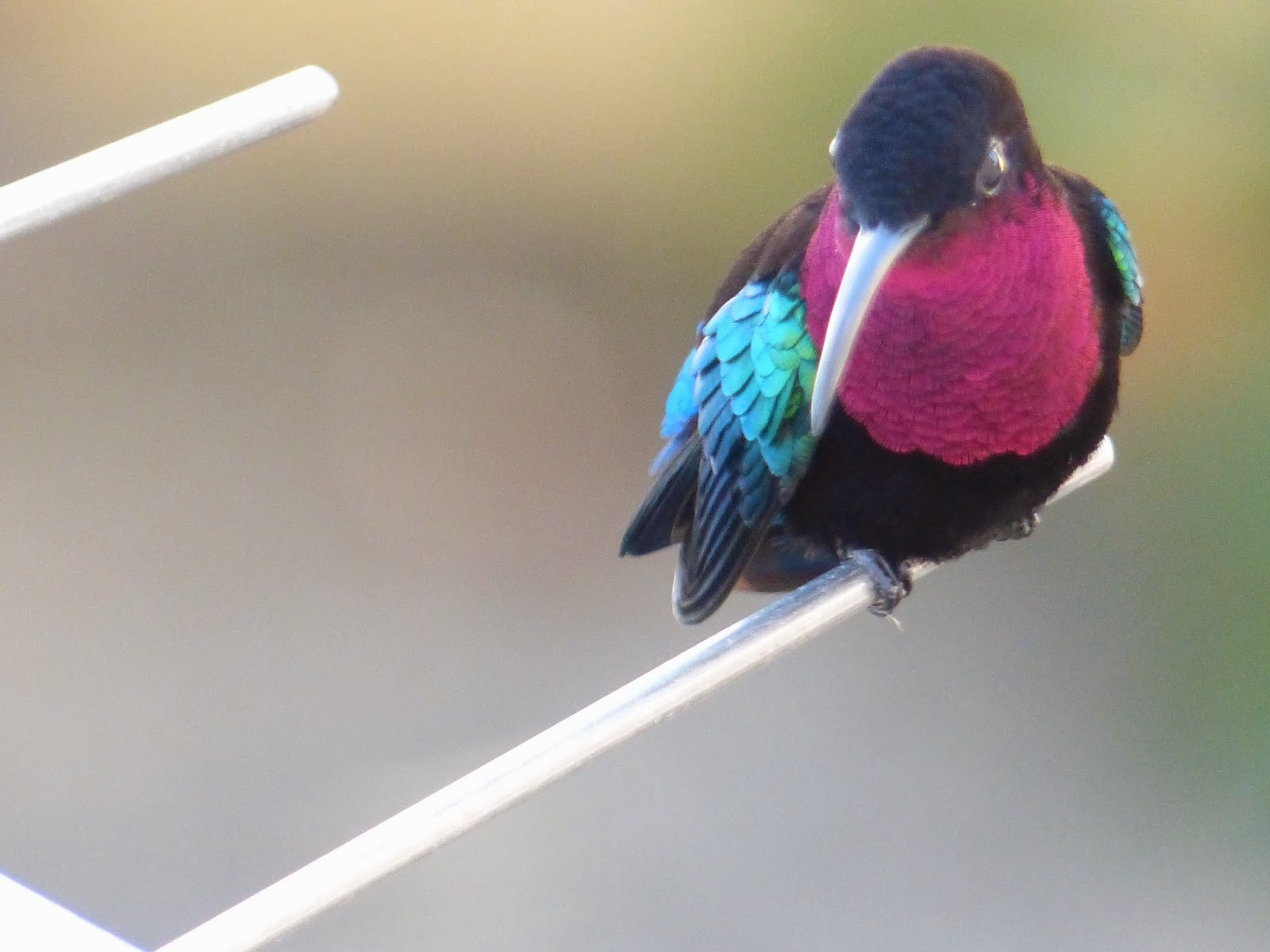 La Faune en Martinique - DAME SKARLETTE